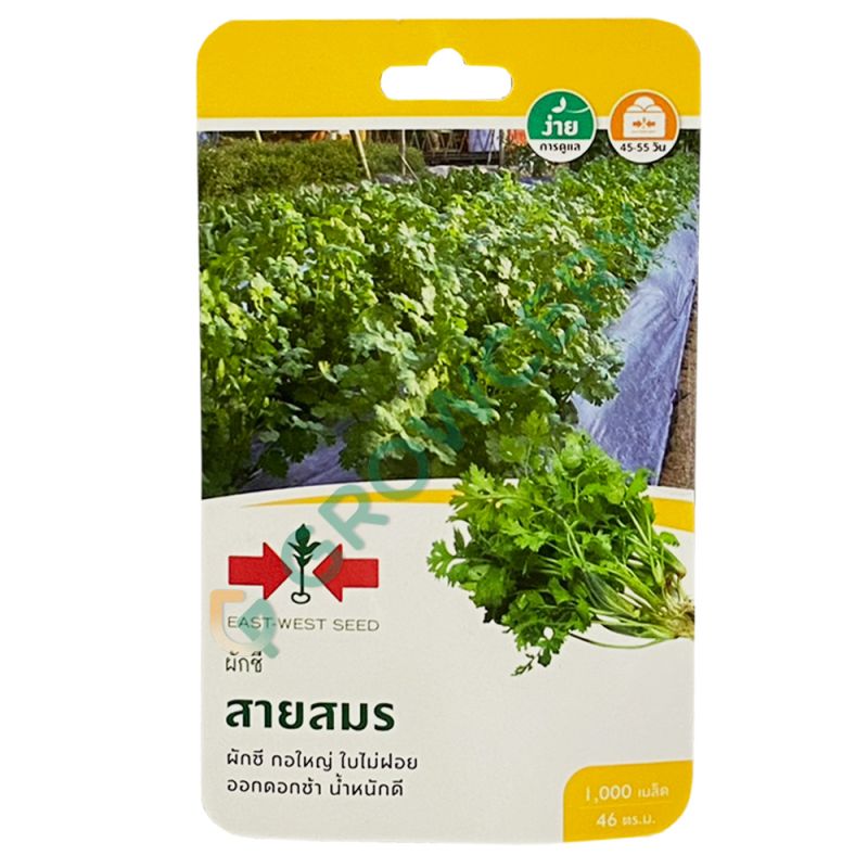 GROWCERY ผักชี สายสมร ตราศรแดง 1,000 เมล็ด (ซอง)